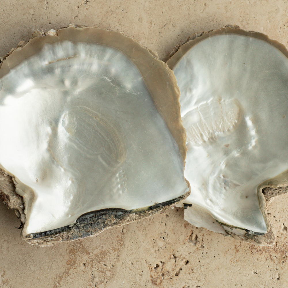 The History of Mother of Pearl | Pearls of Wisdom | Pearls of Australia