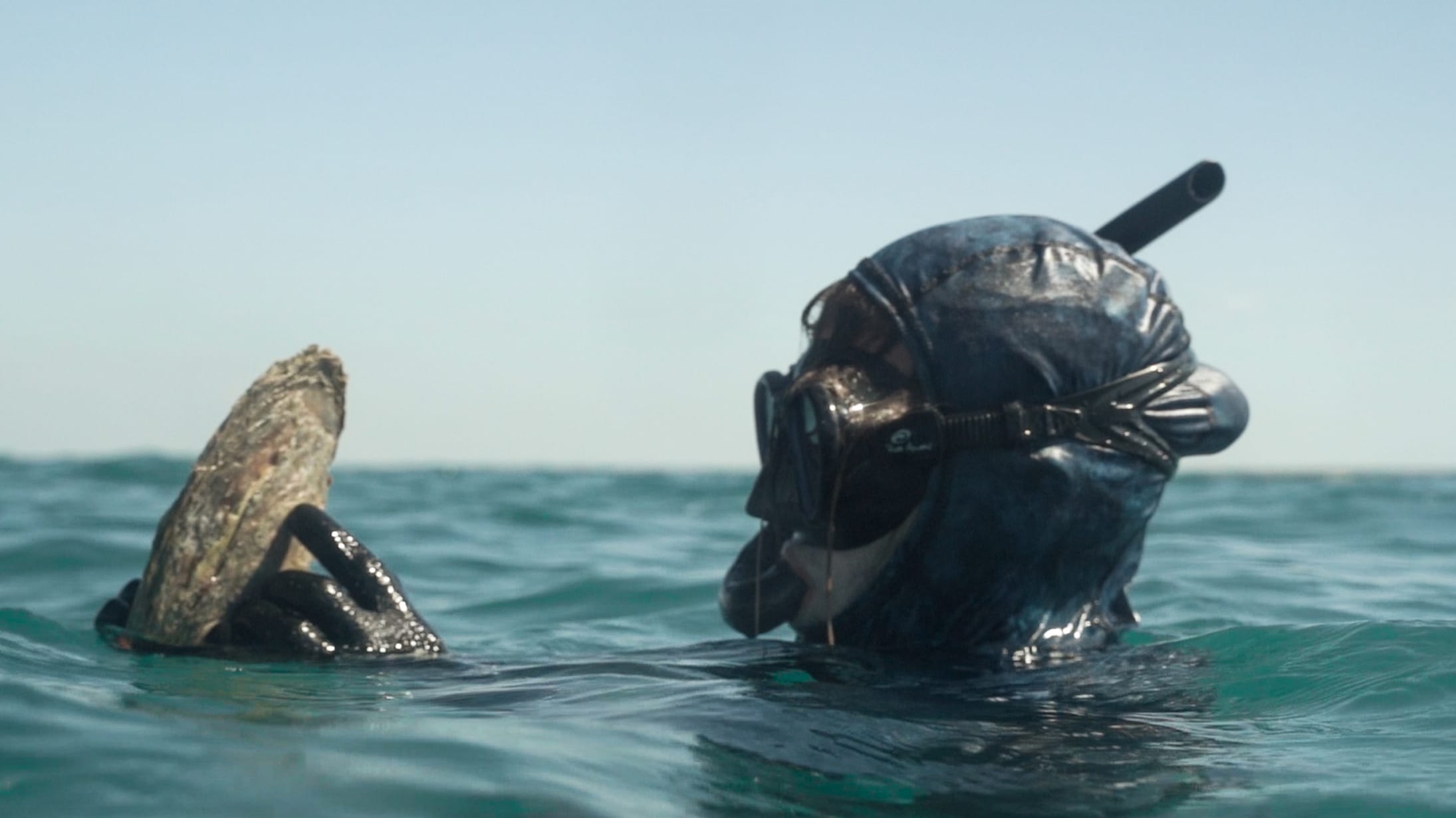 Polished Mother of Pearl Shell | Pearls of Australia