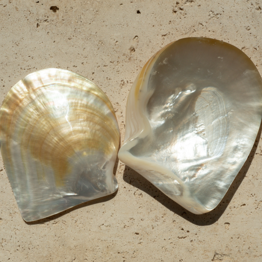Polished Mother of Pearl Shell | Pearls of Australia